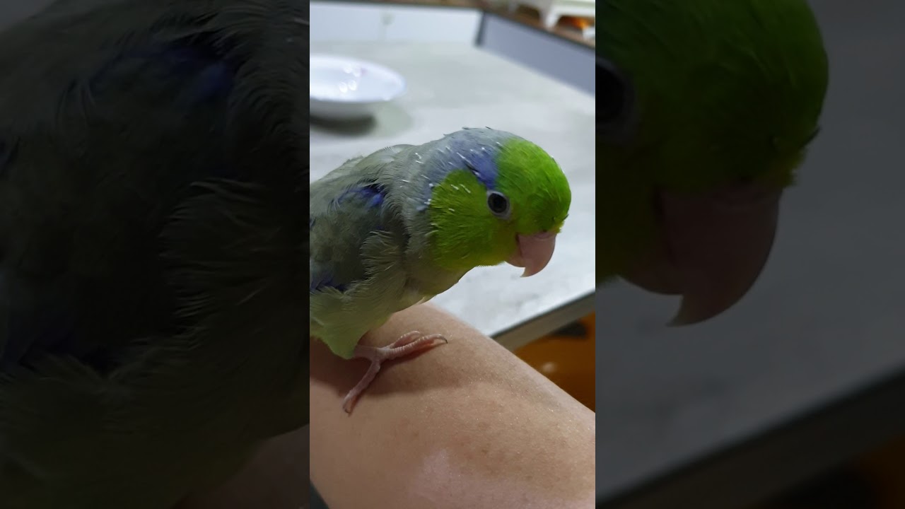 Oliver the parrotlet taste testing his new organic pellets - YouTube
