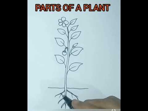 How to draw parts of a plant/how to draw a plant - YouTube