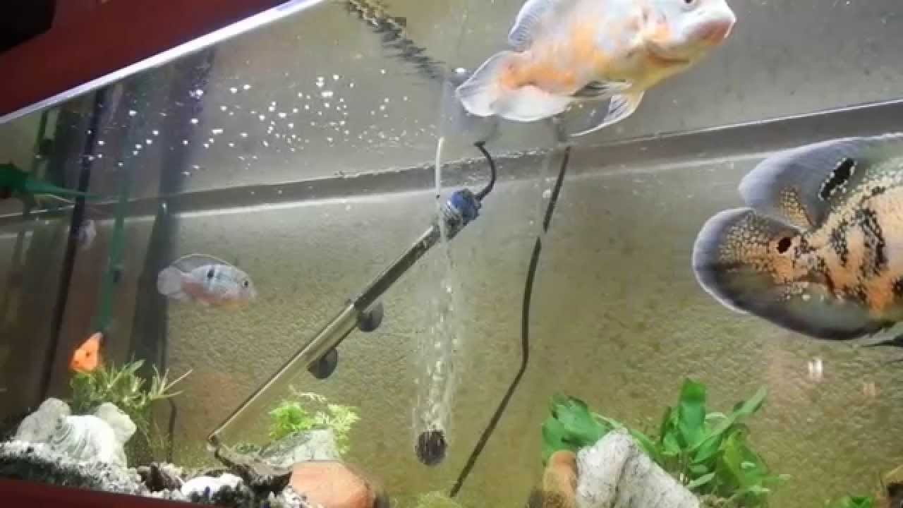 EL ACARA AZUL, AEQUIDENS PULCHER - YouTube