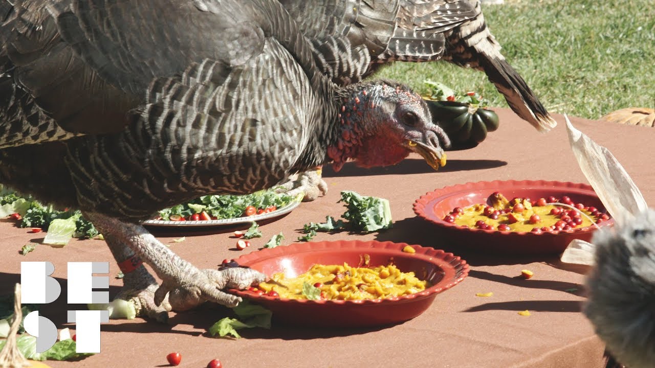 Celebrate the Turkeys this Thanksgiving at Farm Sanctuary | Best ...
