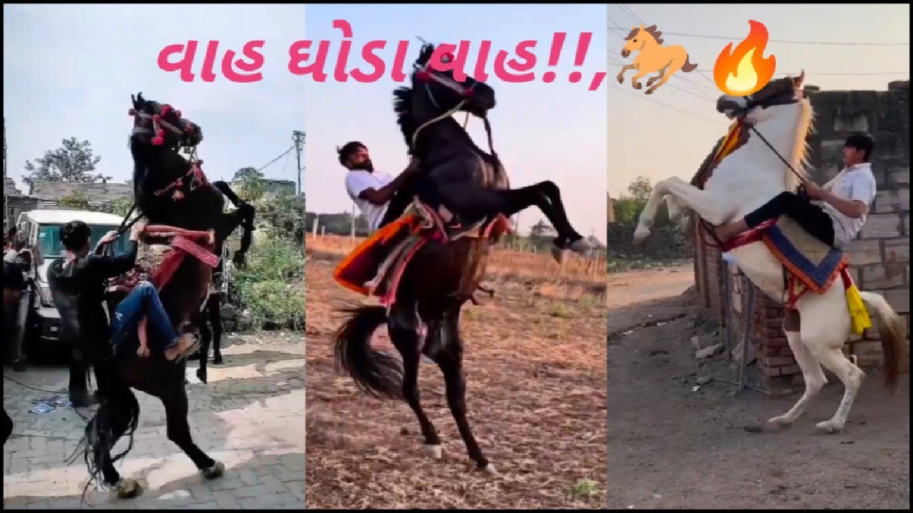 Kathiyawadi Horses video ghoda na video horse lovers horse riding ghodi ...
