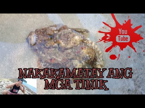 GATASAN FISH (NAKAKAMATAY ANG TINIK) #Surigao del sur #HaripIsland# ...