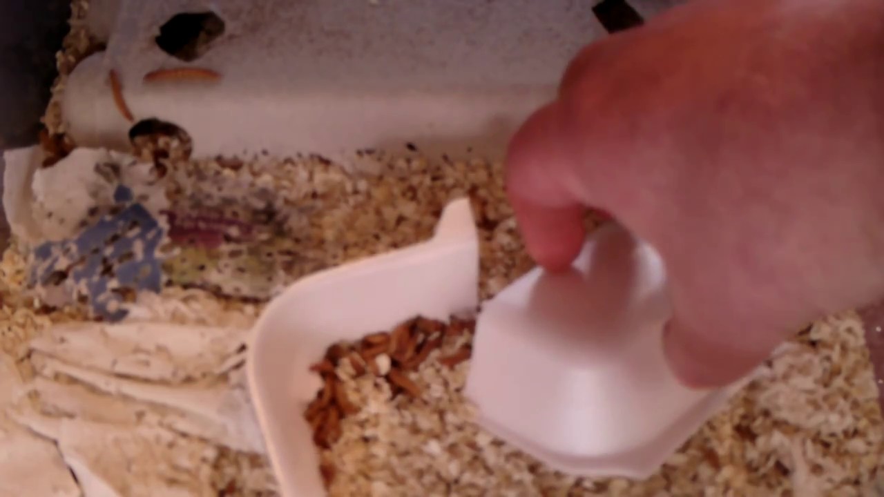 Marks REmarks Mealworms Eating Polystyrene Dinner Plate - YouTube