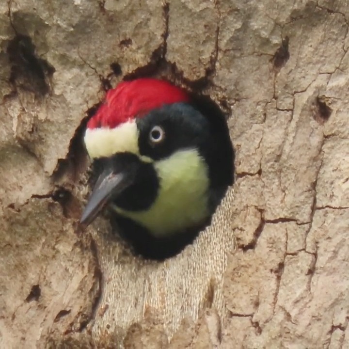 Acorn Woodpecker male calling for a Mate - YouTube