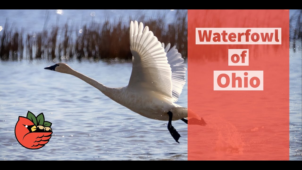 Waterfowl of Ohio - YouTube