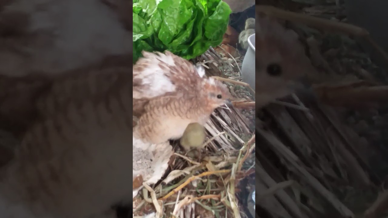 King quail with babys - YouTube