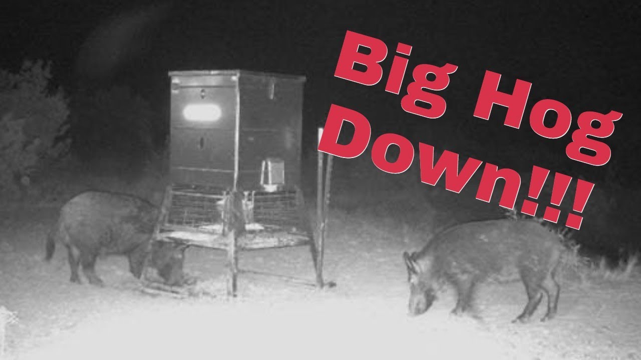 Archery Hog Down 2021 - YouTube