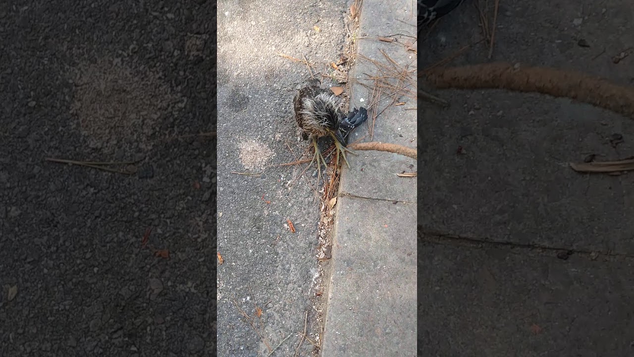 Fallen bird - YouTube