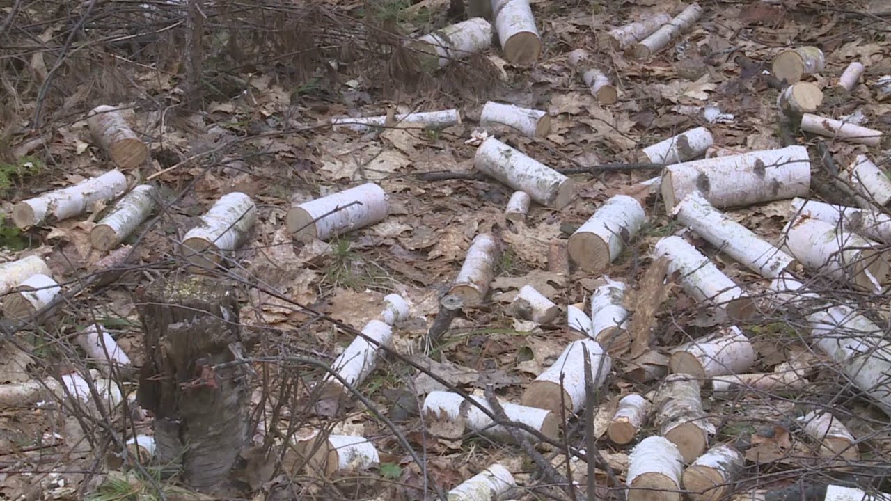 Birch Bandits Stealing Trees From Minn., Wis. Forests - YouTube