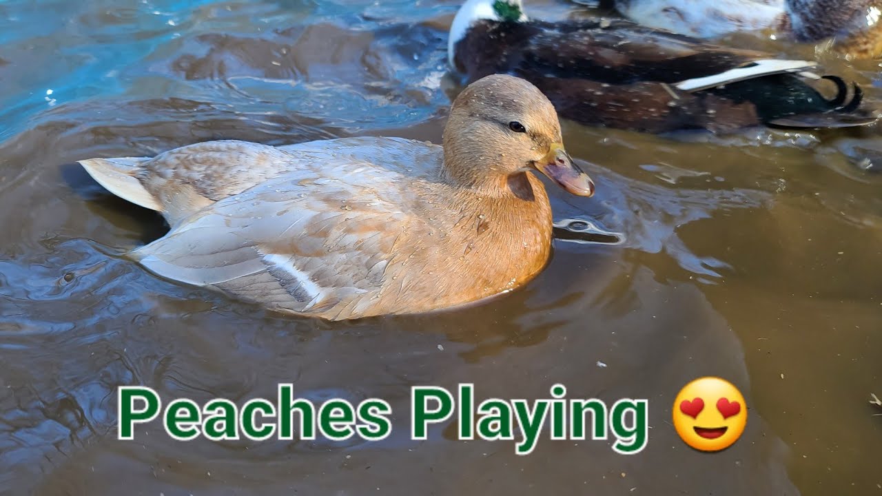 Meet PEACHES the Pastel CALL DUCK - The Daily Duck - S3E29 - YouTube