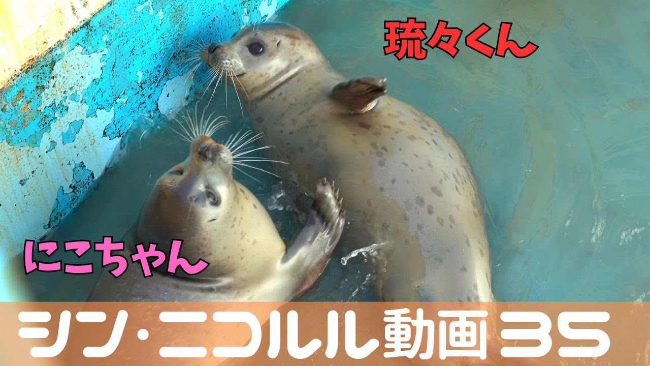 シン・ニコルル動画35 / Shin Niko-Ruru Video 35 - YouTube