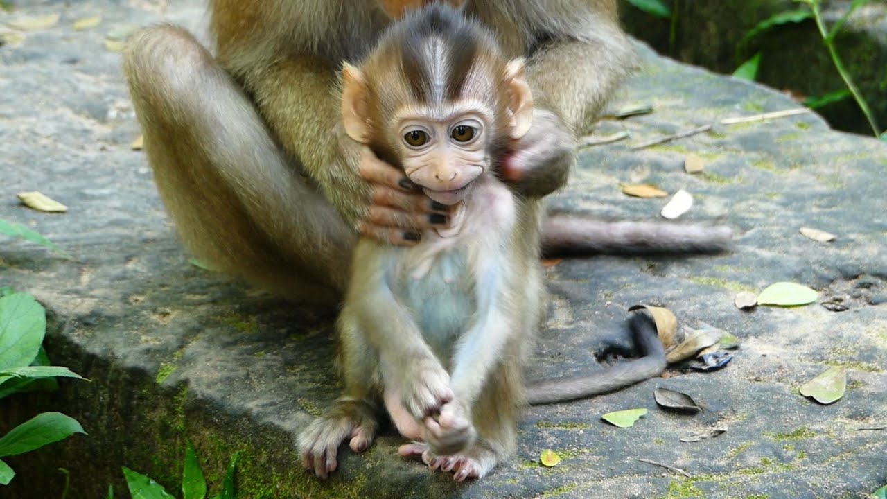 How Lucky You Are? Monkey Libby Has Many Assistance For Instead Help ...