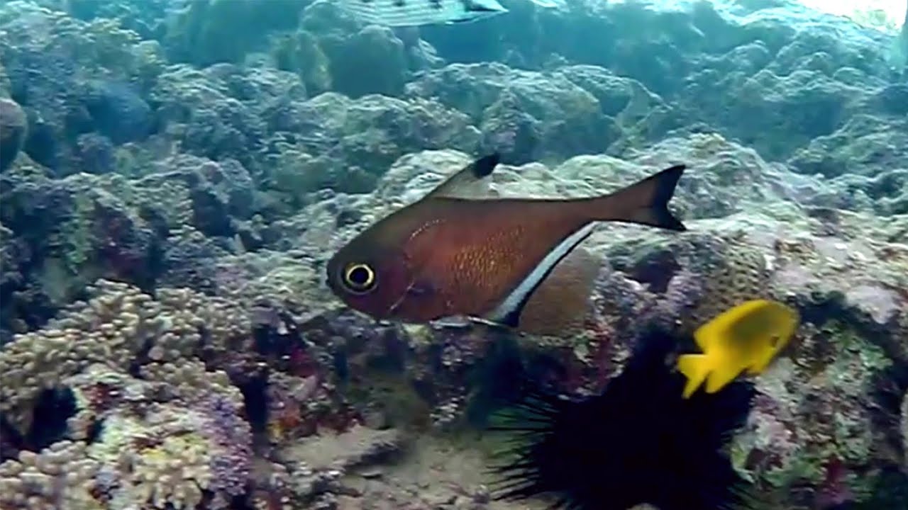 Vanikoro sweeper (Pempheris vanicolensis), Чистильщик Ваникоро - YouTube