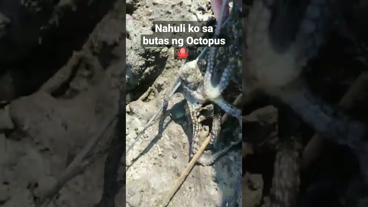 Nakakaenjoy manghuli ng Octopus. Tamala kung tawagin sa Masbate. - YouTube