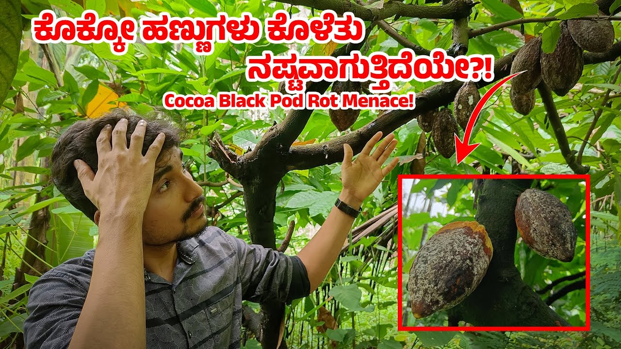 Cocoa Pod Rot Disease | ಕೊಕ್ಕೋ ಕಾಯಿ ಕೊಳೆಯುವ ರೋಗದಿಂದ ಬೆಳೆ ಉಳಿಸುವುದು ಹೇಗೆ ...