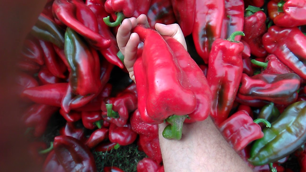 Ardei capia enorm !!!! - YouTube