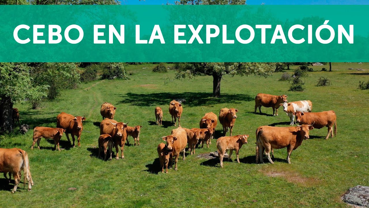 PROCESO DEL CEBO EN LA EXPLOTACIÓN | VACUSOS - YouTube