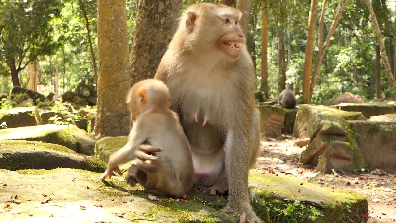 Mom Monkey that never want to give milk to Her Baby and warning all ...