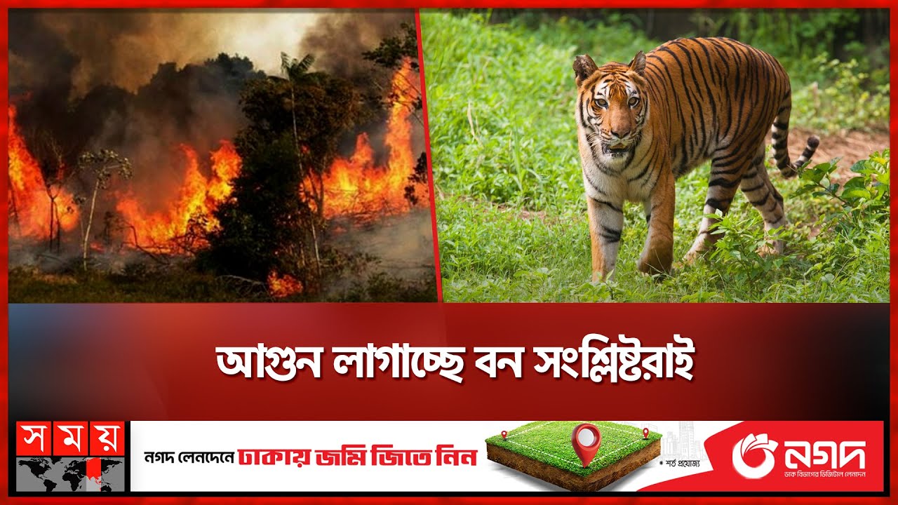সুন্দরবনে কেন আগুন? | Sundarban | Fire Incident | Somoy Tv - YouTube