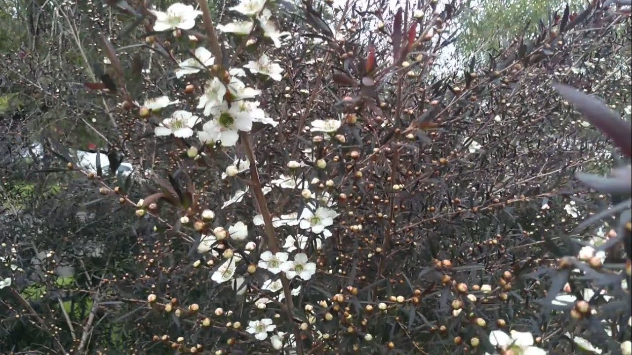Basic Pruning Tip #10. Pruning a medium sized shrub. Leptospermum 'Starry Night'. - YouTube