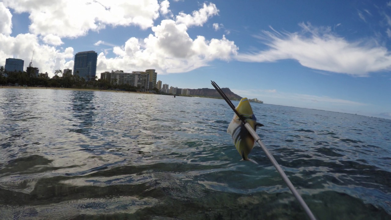 Spearfishing Triggerfish Waikiki Beach Oahu, Hawaii - YouTube