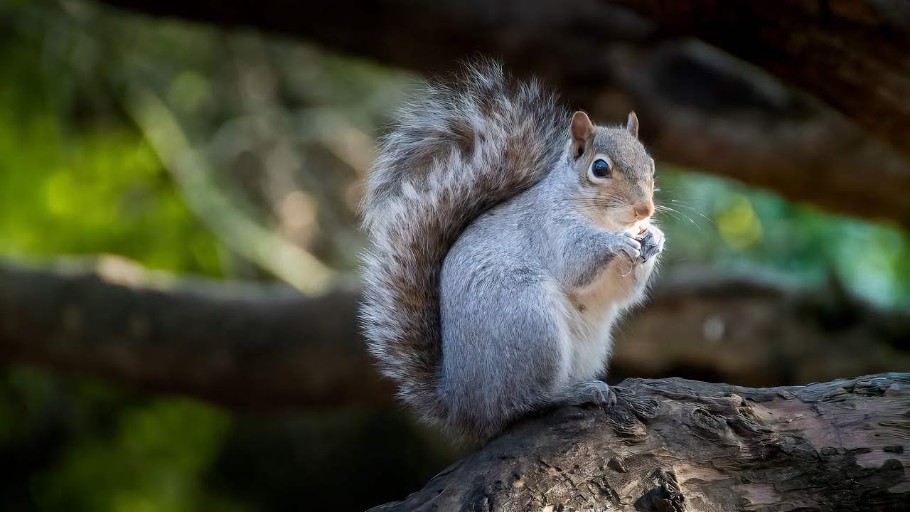 The Energetic and Social Lives of Adorable Squirrels@Minipetmania - YouTube