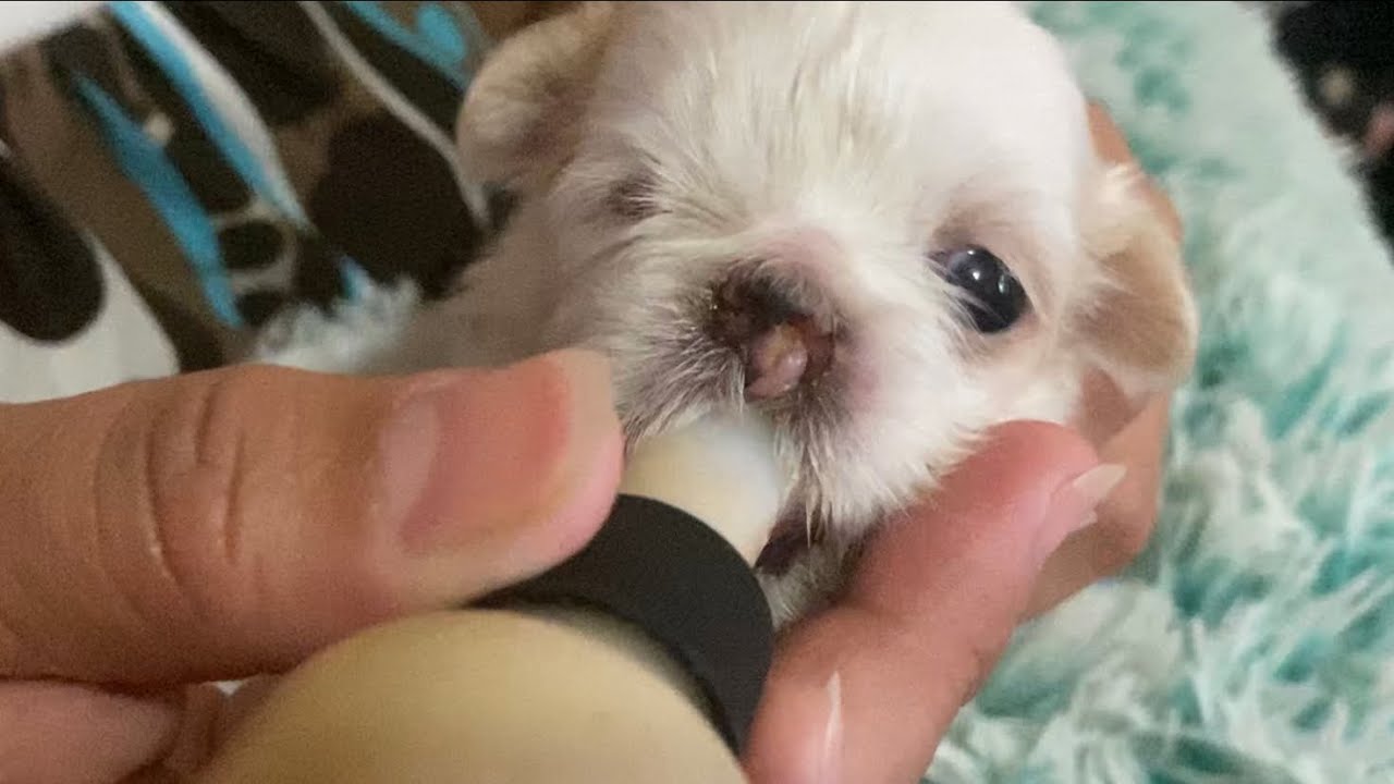 CACHORRO con LABIO LEPORINO se ALIMENTA con BIBERÓN | La Casita de los ...