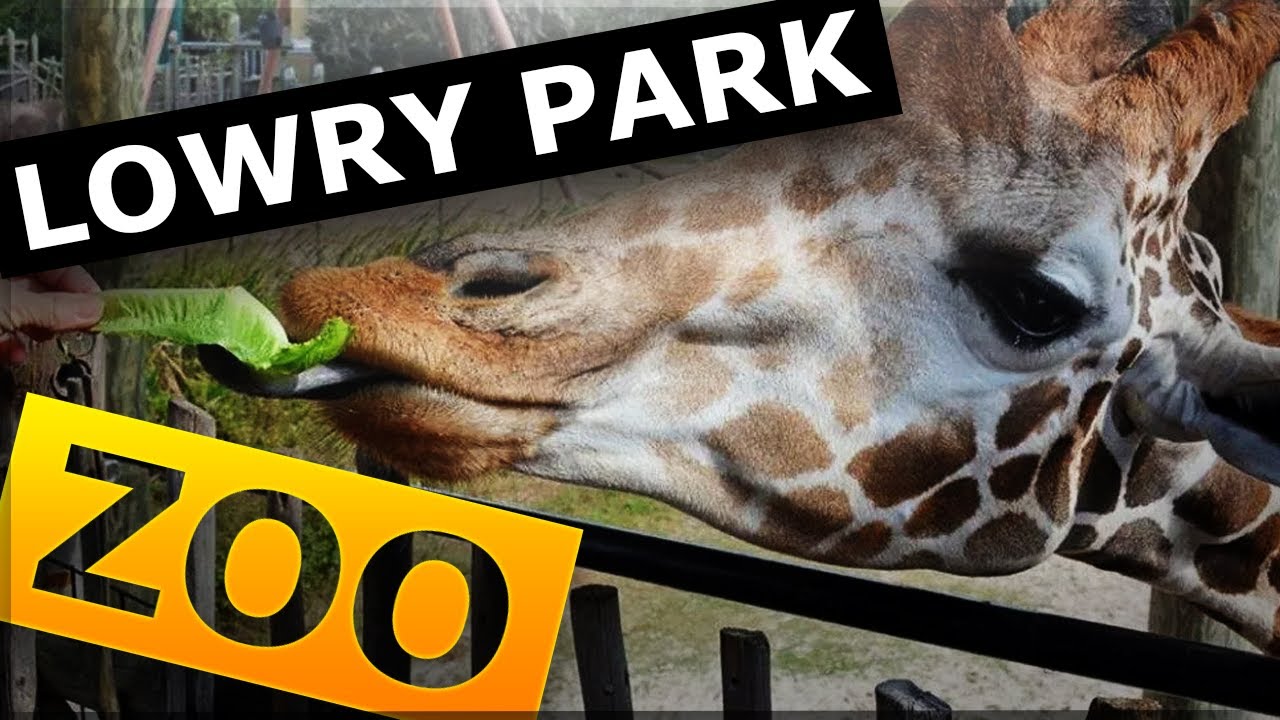 LOWRY PARK ZOO - TAMPA - YouTube