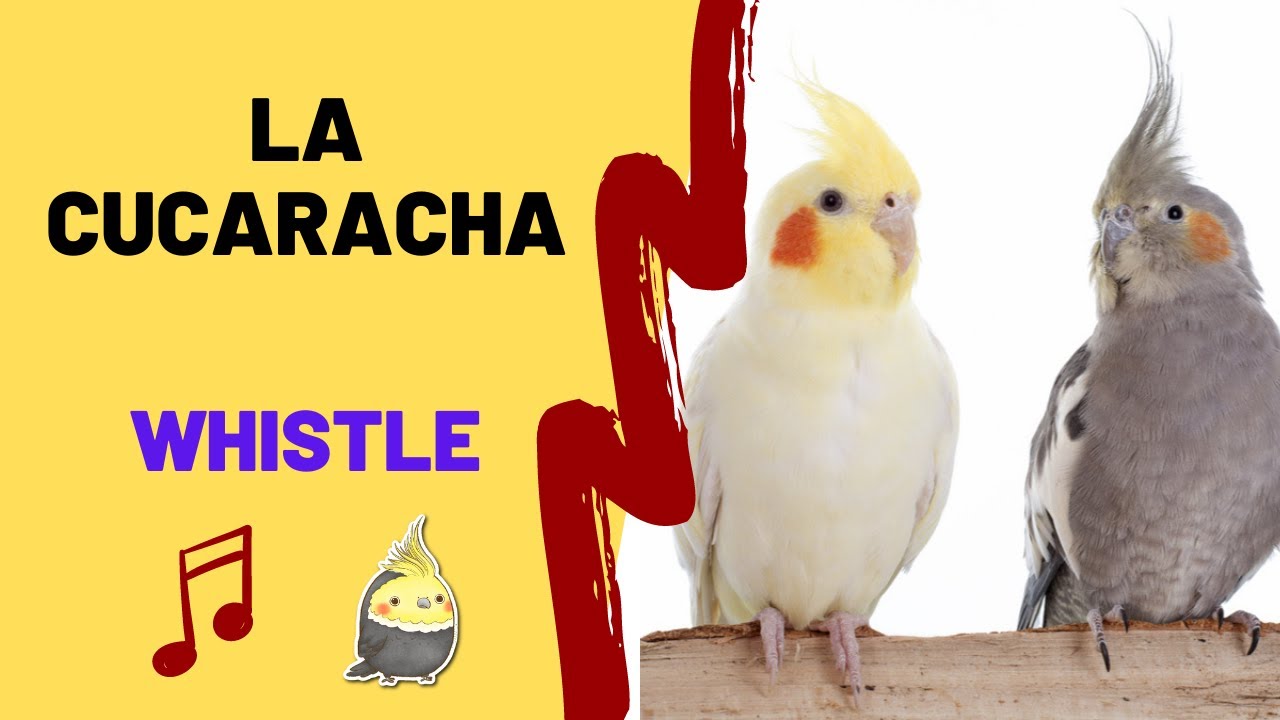 LA CUCARACHA with WHISTLE- Cockatiel Singing Training - Bird Whistle ...