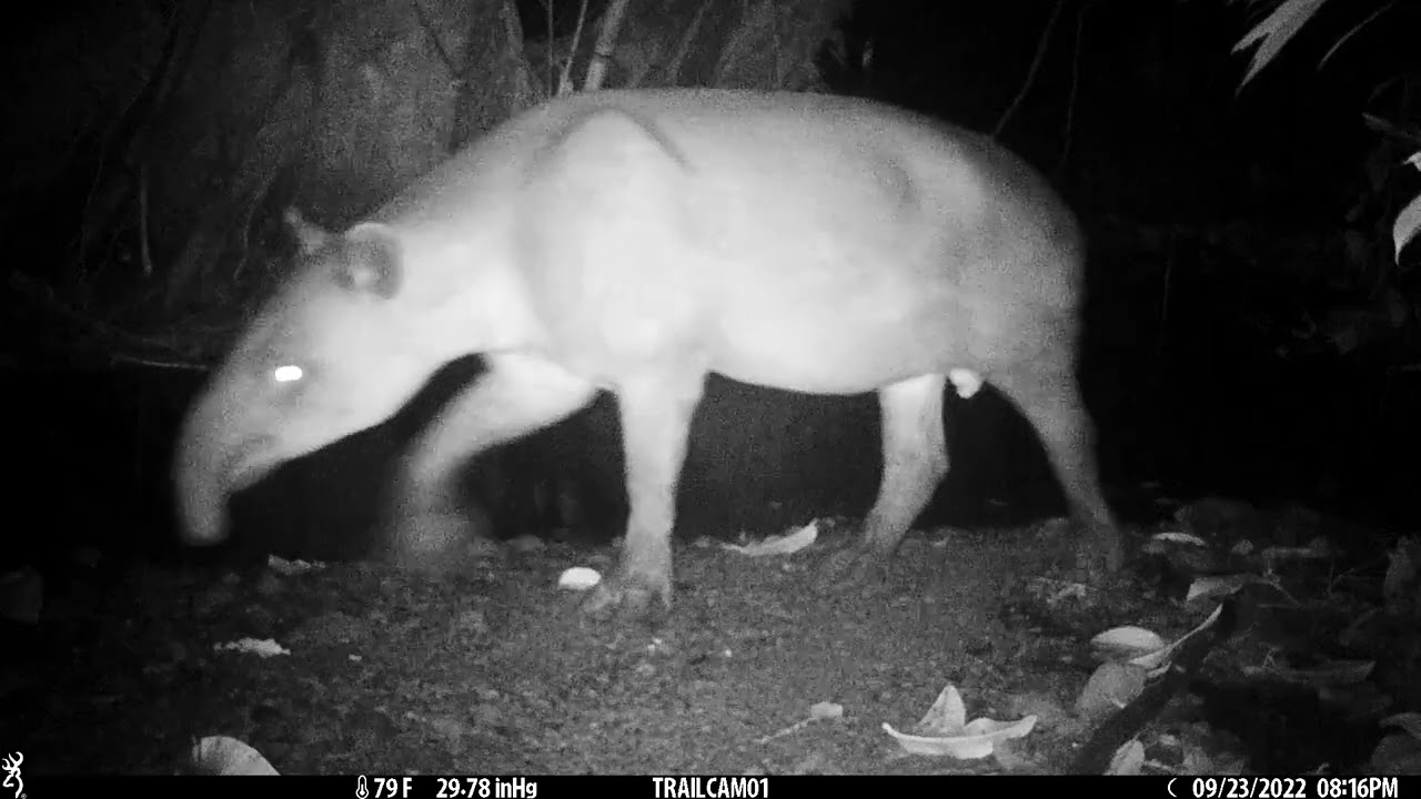 Male and female Baird's Tapir captured on a camera trap in Drake Bay ...
