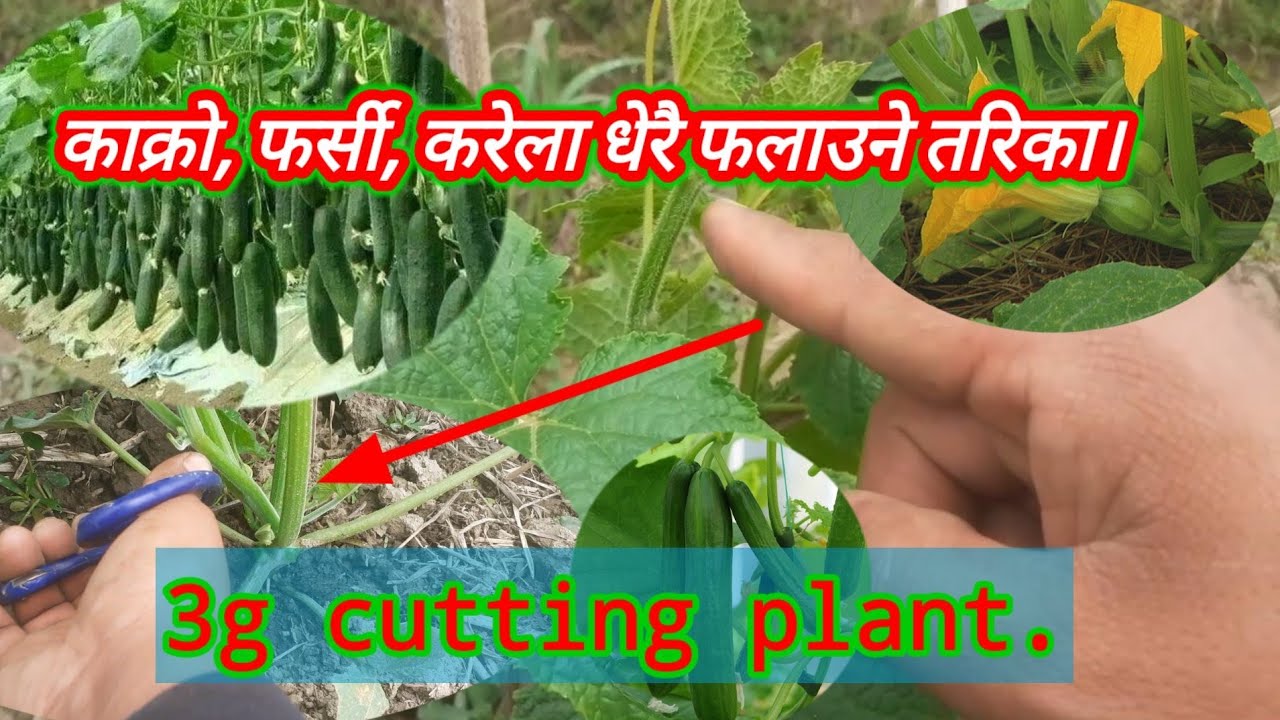 3g cutting plants, काक्रो, फर्सी, लौका, तितेकरेला धेरै फलाउन 3g cutting ...