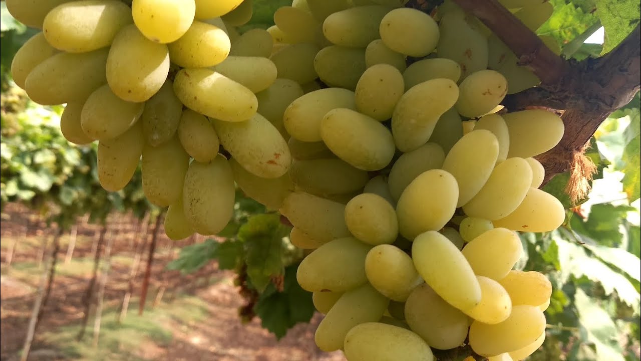 #Grapes 130 days after October pruning first year first Season ...