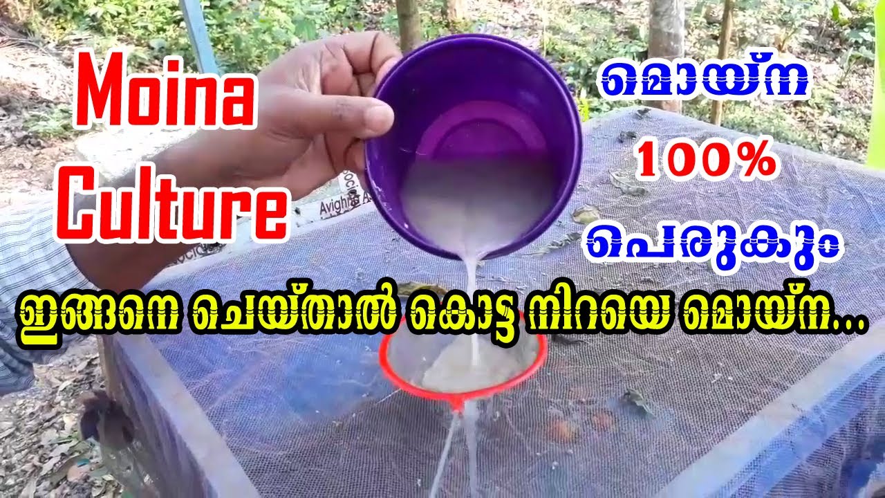 How to culture Moina live fish feed, Easy way of Moina Culture Using ...