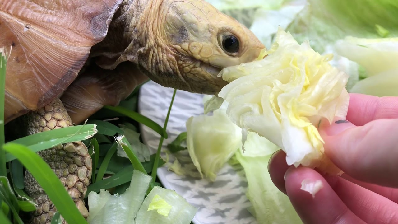 Turtle eats lettuce - YouTube