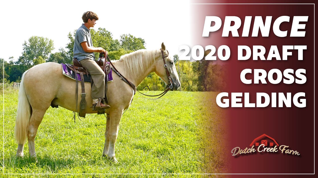 SOLD Prince, 2020 Palomino Draft Cross Gelding | Trail Rider or Carriage Horse - YouTube