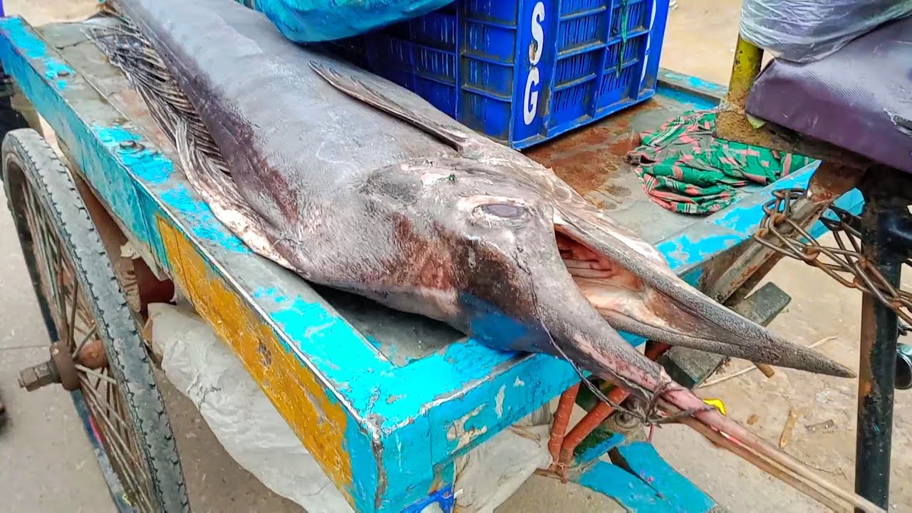 Huge kaikka fish | সমুদ্রের কাইক্কা মাছ - YouTube