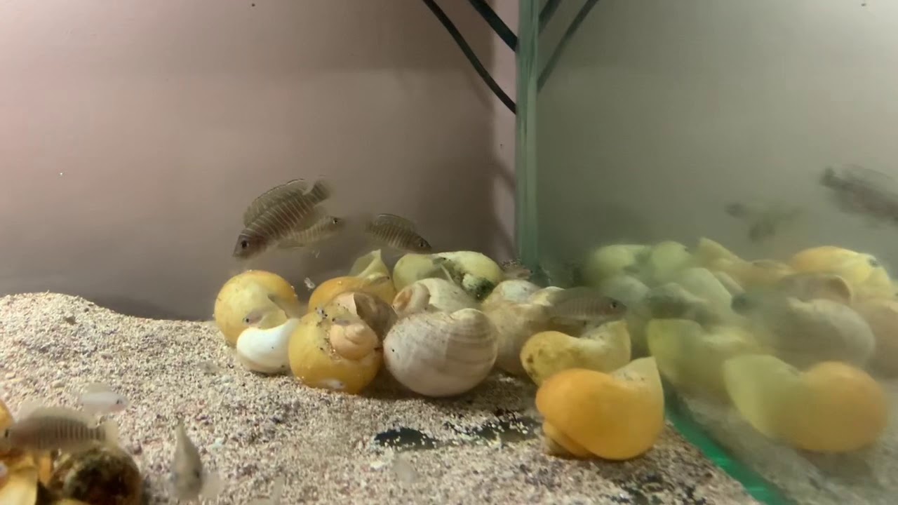 Shell dwellers setup/breeding/similis/multifasciatus cichlids - YouTube