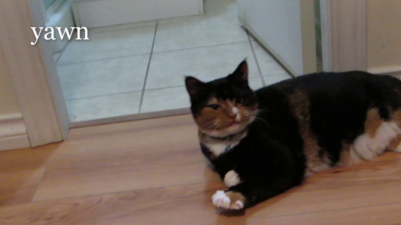 funny cat video yeet yeet hi sksksk - YouTube