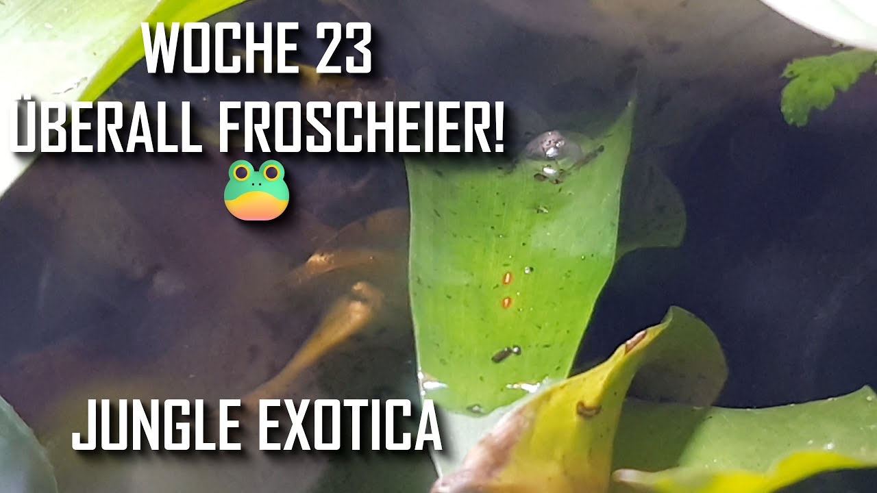 Wochen-Update #23: Überall Froscheier! | Jungle Exotica - YouTube