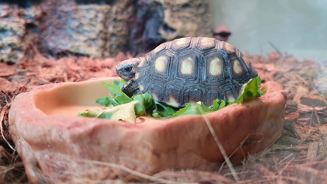 The baby turtle (Cherry Head Red Foot Tortoise) eats breakfast and ...