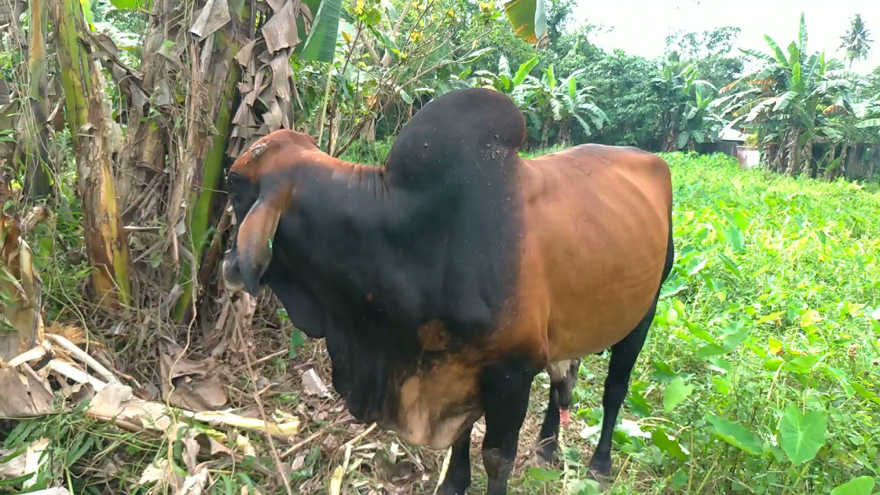 Brahman x Philippine Native Cow.. Product of Upgrading Philippine ...
