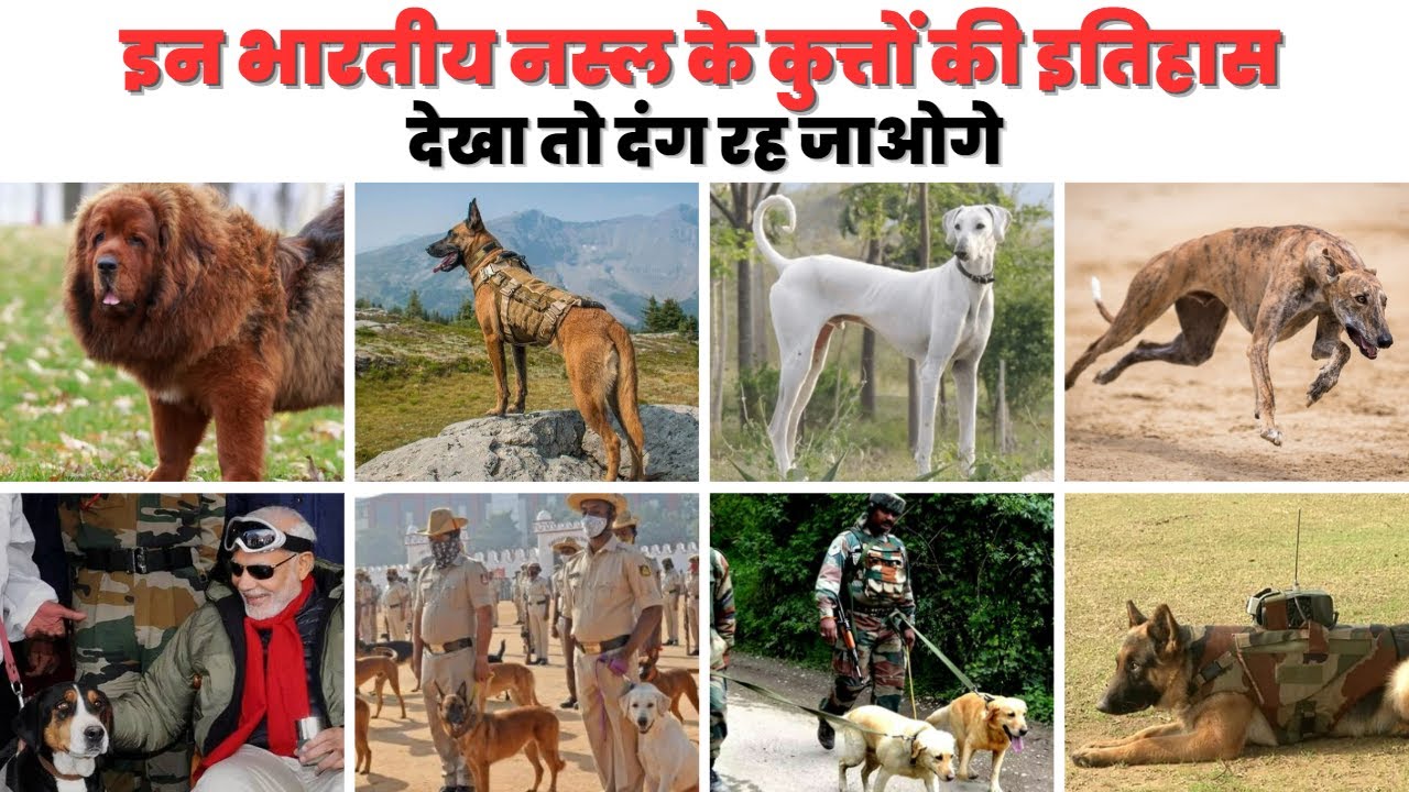 Top 9 Famous Indian Dog Breeds in History | भारतीय कुत्तै की नसले - YouTube