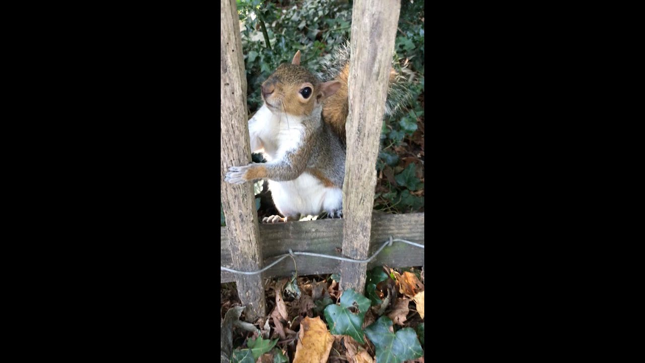 Squirrels Playing Hide And Seek! | #squirrel @SquirrelDiaries Daily # ...