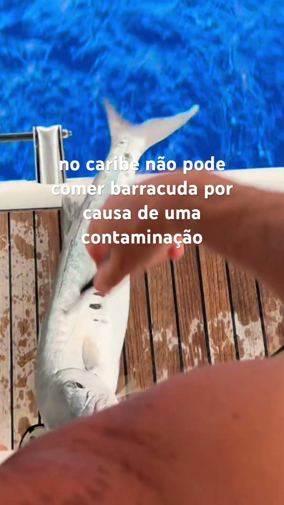Mordido por uma barracuda! #sailing #fishing #velejar #veleiros - YouTube