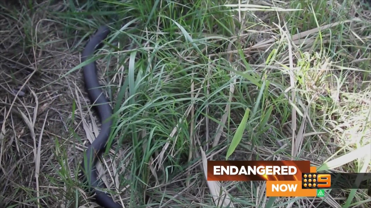 Channel Nine - Sponsor Billboard, PRG & In Program Promo (January 2018 ...