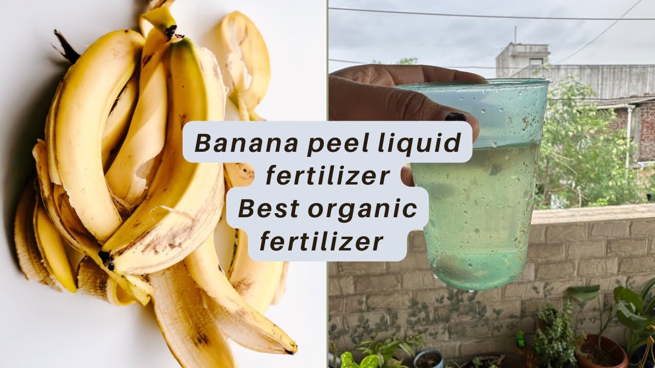 Homemade organic fertilizer for your flowering & fruiting plants | best ...