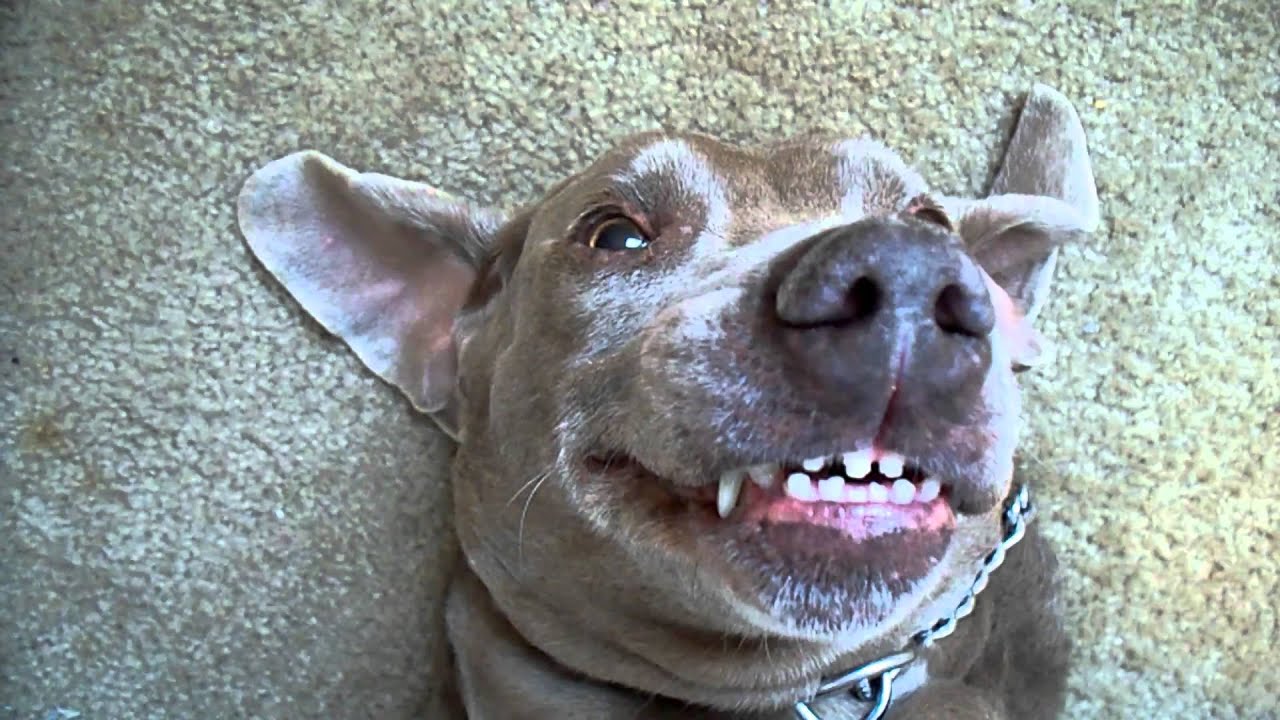 A Funny Dog Farts I Better hold my Breath - YouTube