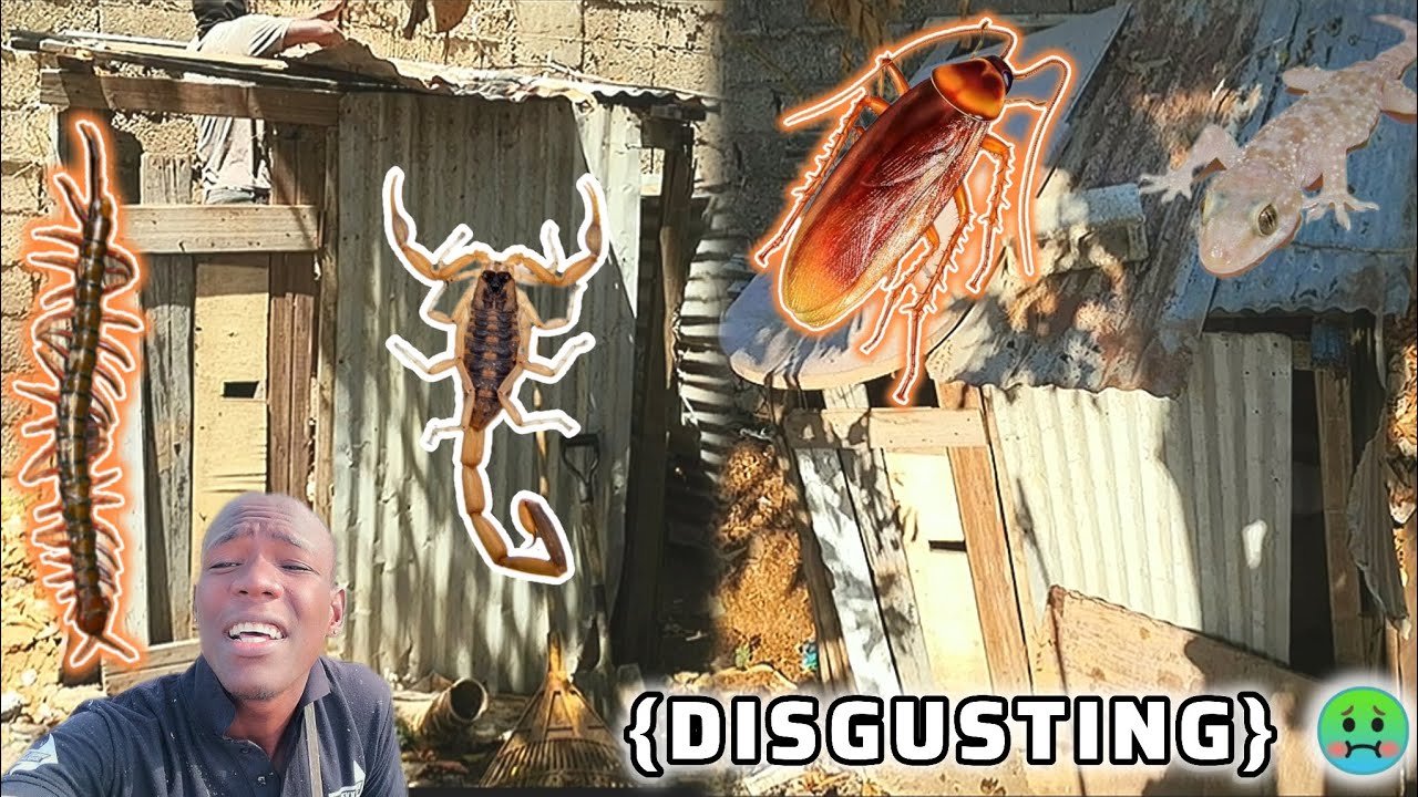 "TRANSFORMATION a DISGUSTING ABANDONED Pit Toilet into the WORLD'S MOST ...