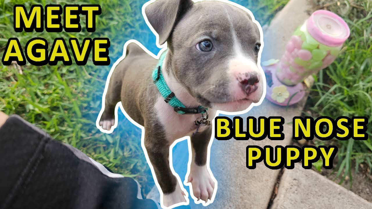 Monster Blue Pit Puppies