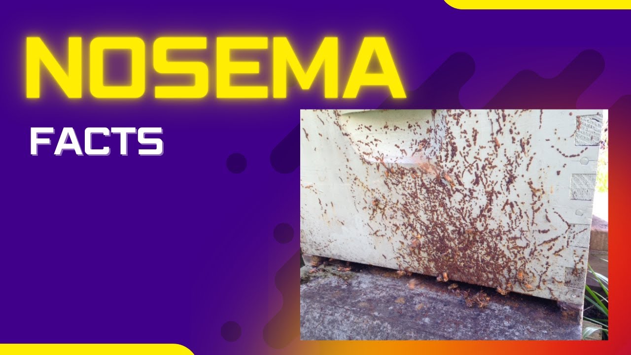 Do My Bees Have Nosema? - Ask Ray From Mountain Sweet Honey - YouTube